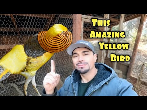 That Electrifying Yellow Bird - YouTube