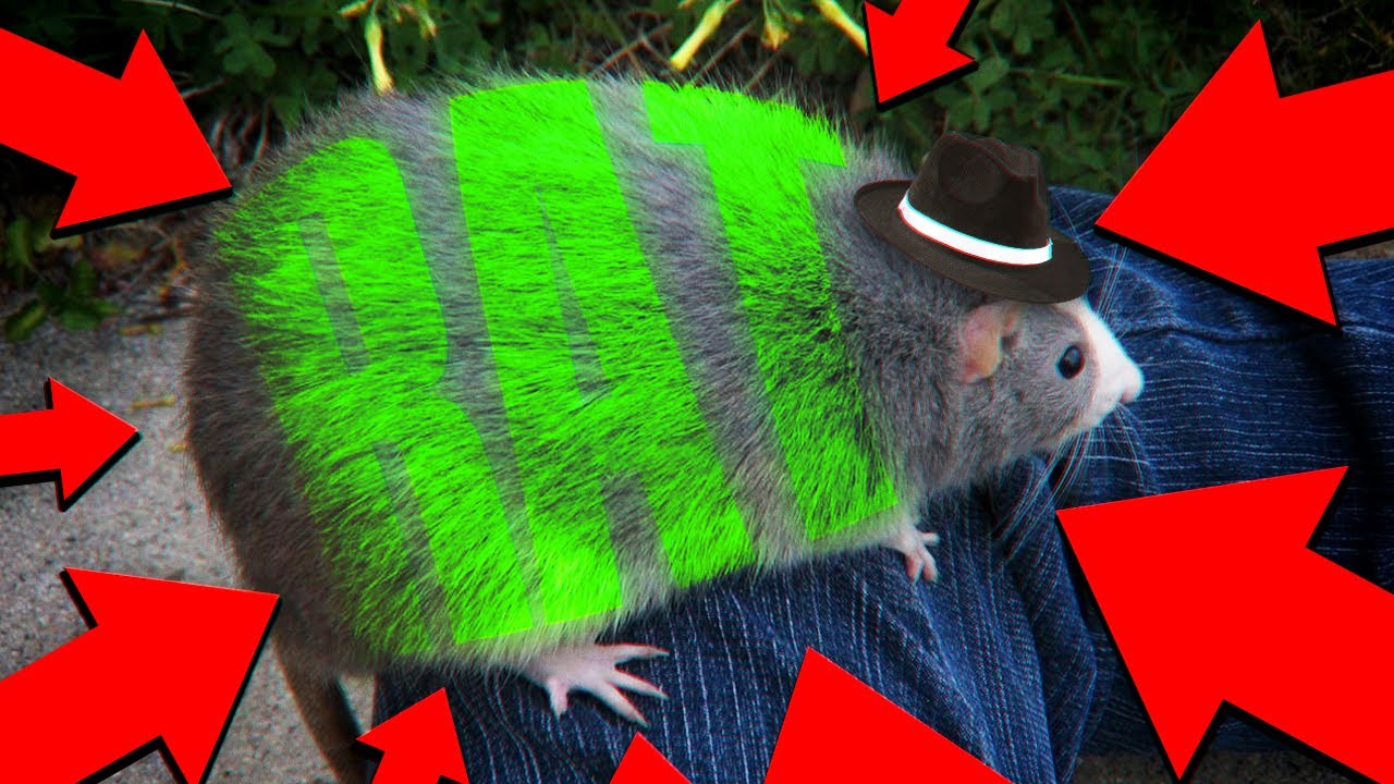 RAT - YouTube