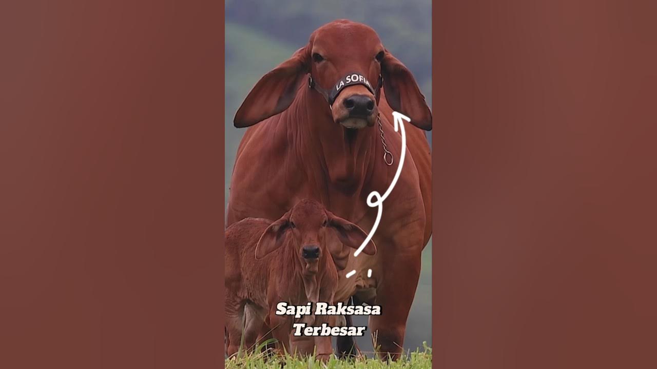 SIAPA SANGKA!!! Inilah Fakta Unik Sapi Brahman #sapi #faktaunik - YouTube