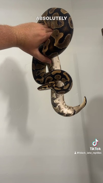 She has the same set up as the rest of my ball pythons and none of them ...