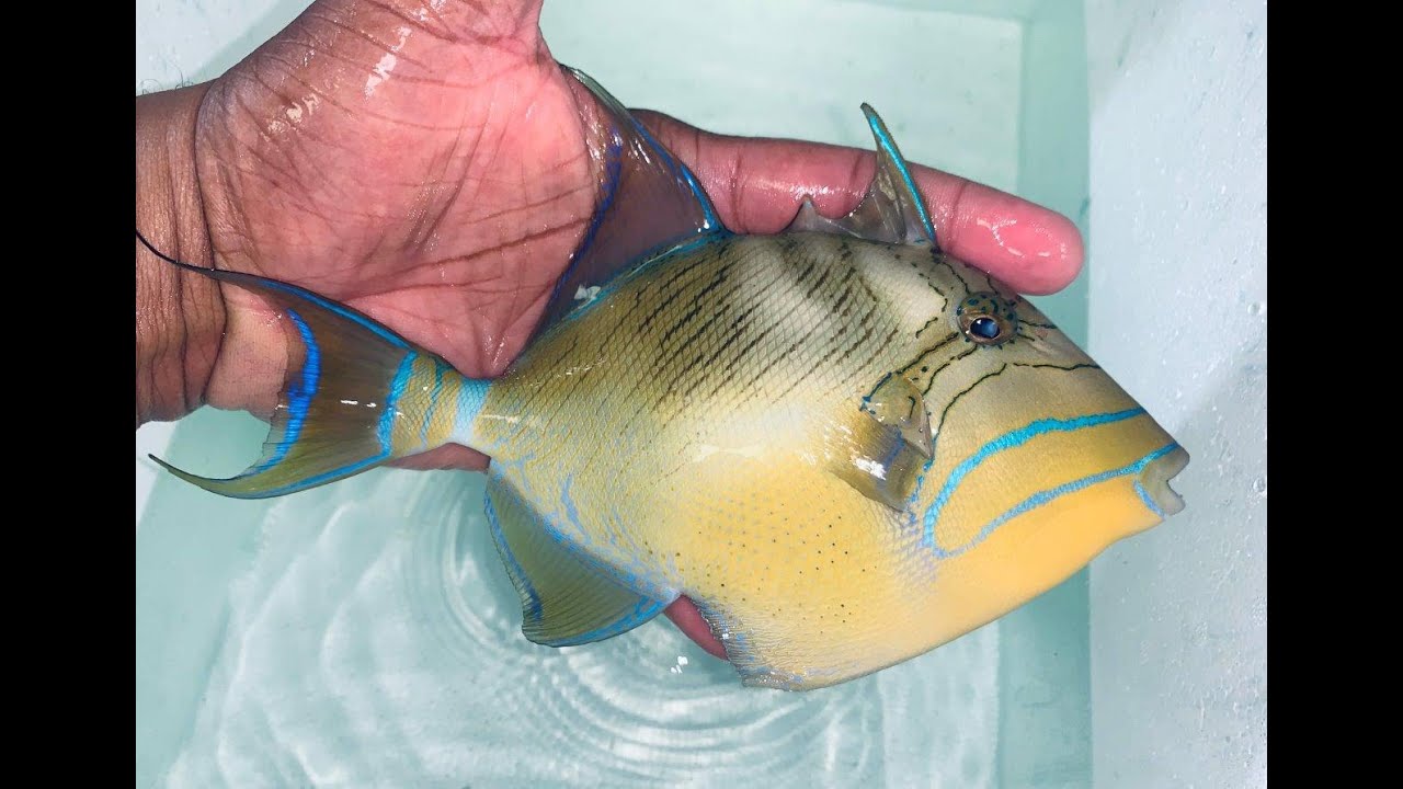 Queen Triggerfish (Atlantic Ocean 7.5”) - YouTube