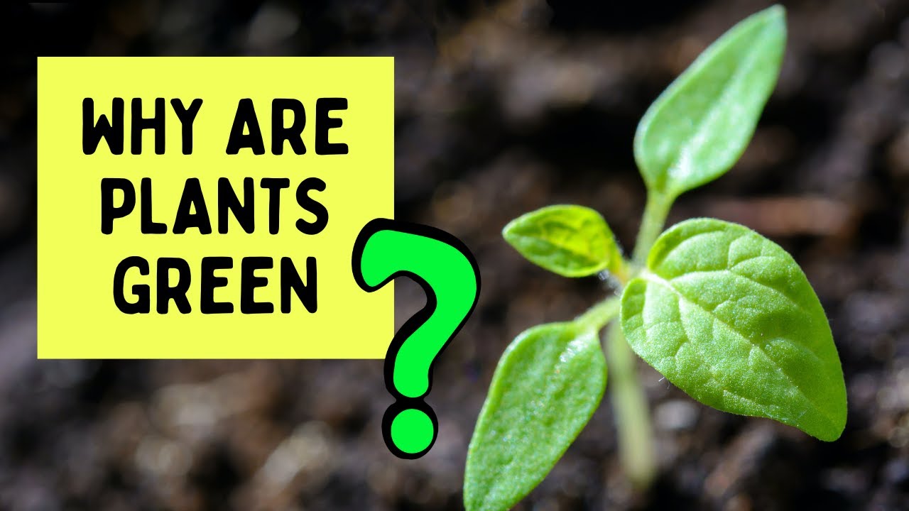Why are plants green? Interesting Educational Video for Children | Fun ...