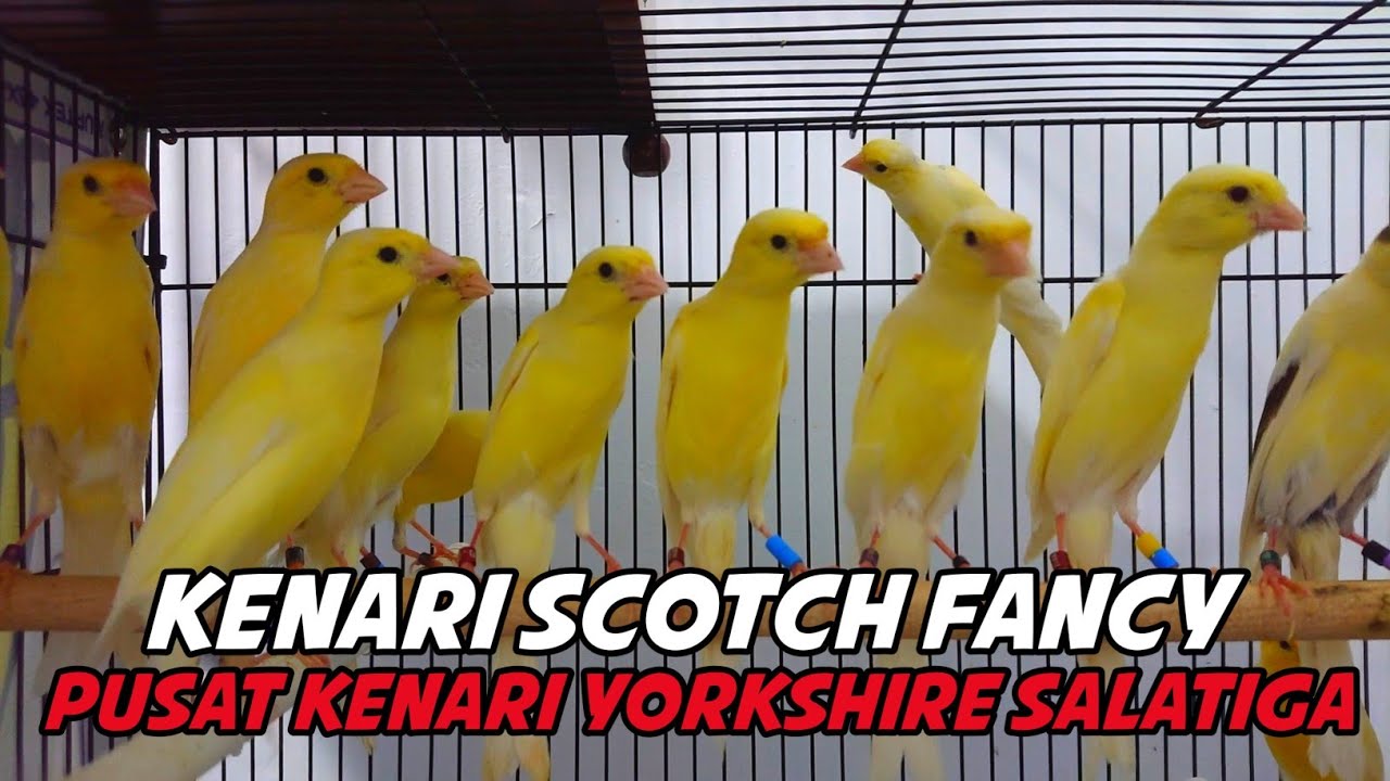Kenari scotch fancy || pusat kenari yorkshire salatiga - YouTube