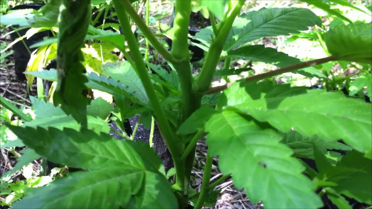 July 14 OG Guerilla Grow Update - YouTube
