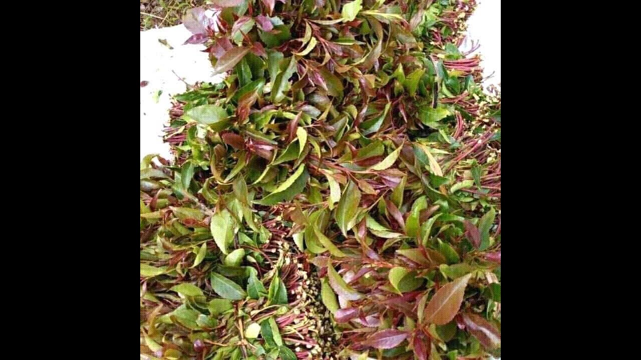 Miraa and Meru culture - YouTube