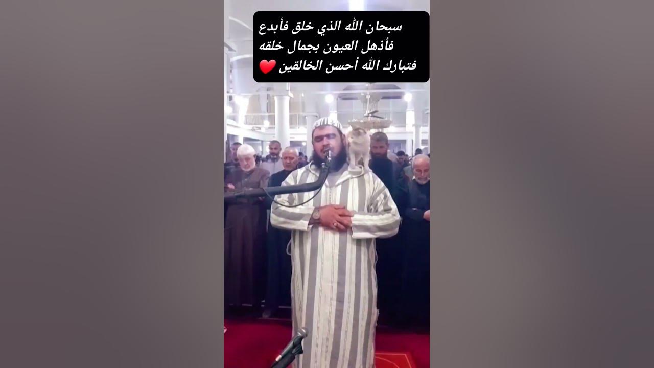 شاهد أشهر مشهد في العالم وليد مهساس الإمام الجزائري وليد مهساس والقطة