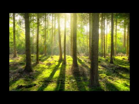 Relaxing Forest ambience - Nature Sounds, Relaxation, Meditation. - YouTube