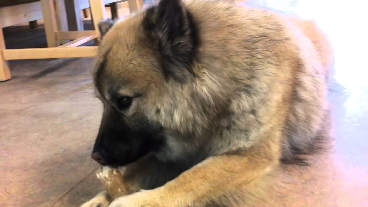 Bess- eurasian dog with her chewtoy - YouTube