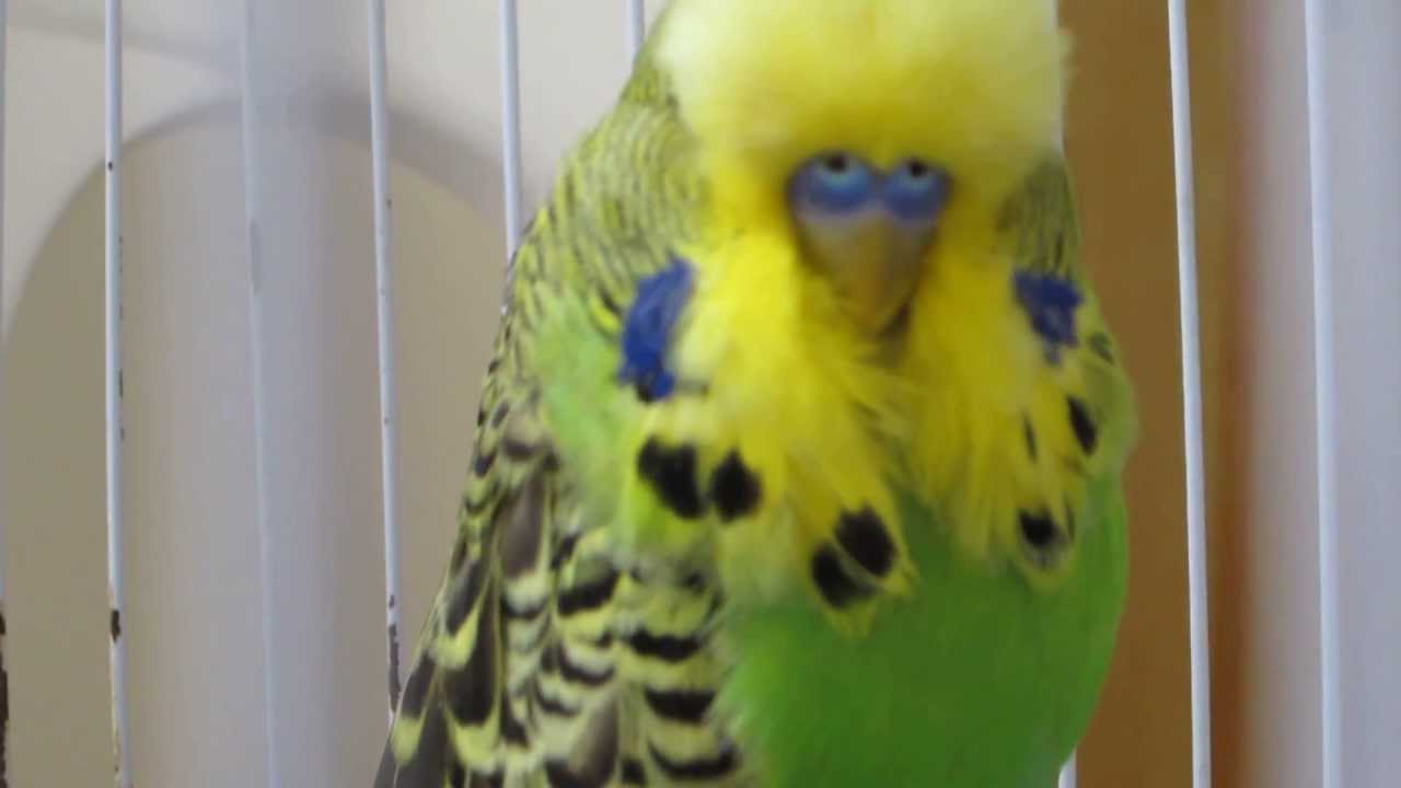 Perruche anglaise de 6 mois بادجى اانجليزى اخضر2013 يبلغ ستة اشهر - YouTube