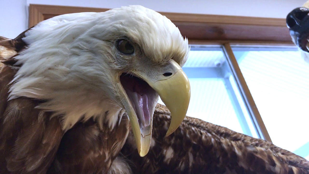 This Taxidermy Eagle is Weird - YouTube