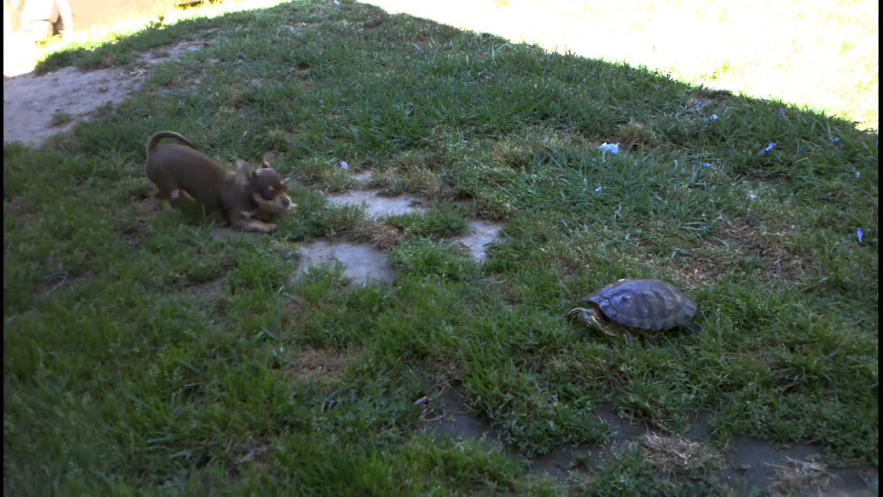 My chihuahua discovering my turtle - YouTube