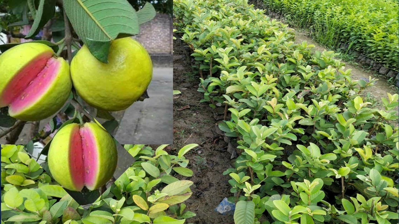 Taiwan Pink Guava Plants | MONDAL NURSERY CONTACTS : 9733735193 - YouTube