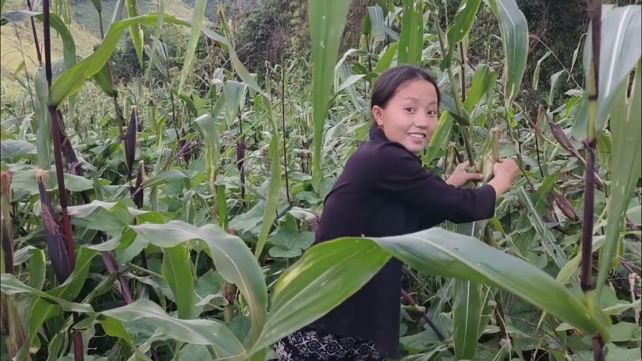 kuv tus hlub wb mus de zaub kab tsaus ntuj quaj2 kho siab kawg li - YouTube