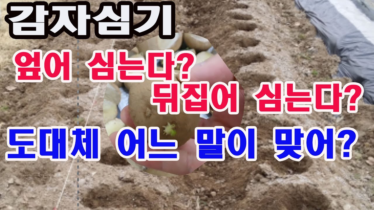 감자심기 엎어 심는다 뒤집어 심는다 도대체 어느 말이 맞어 감자 재배 씨감자 감자 심는 방법 감자 심기 감자