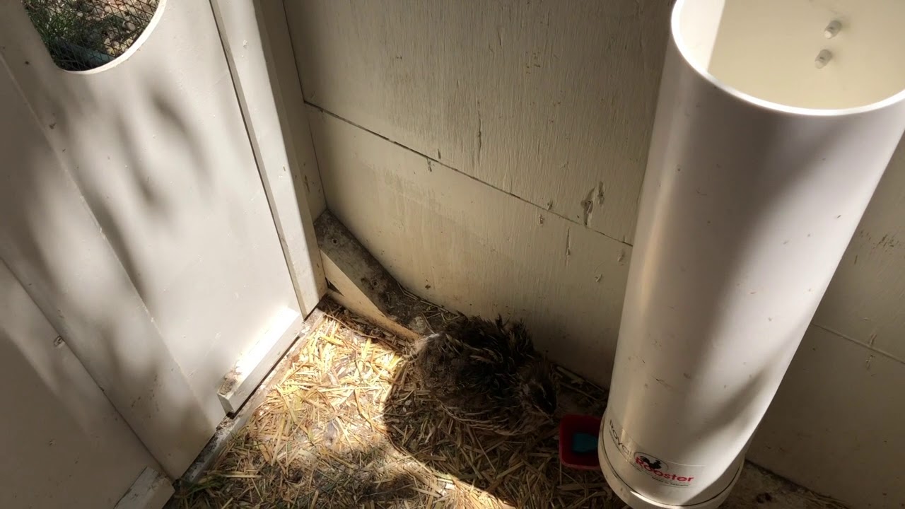 Caring for an Injured Quail - YouTube