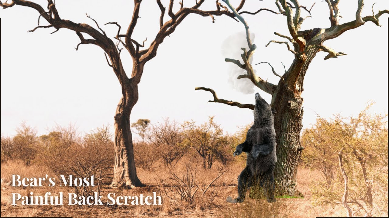 Bear's Most Painful Back Scratch - YouTube