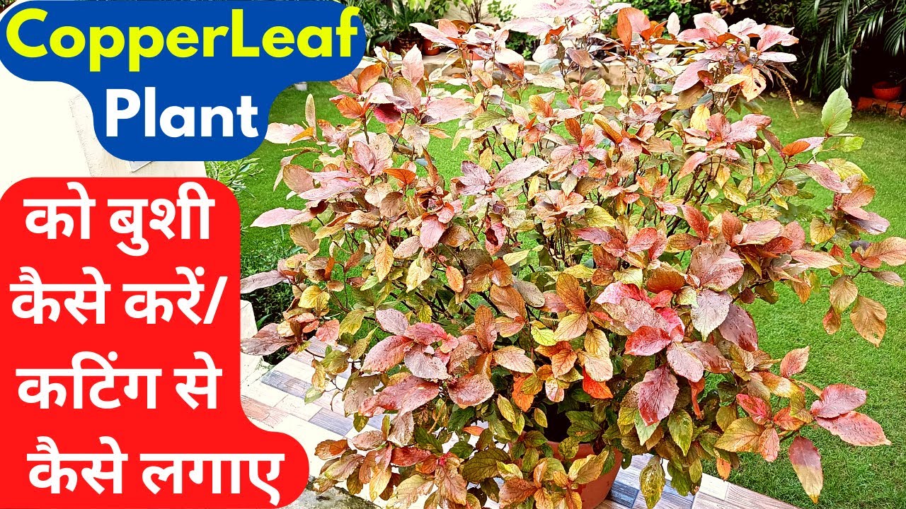 All Information About Copperleaf Plant | Acalypha Wilkesiana को कटिंग ...