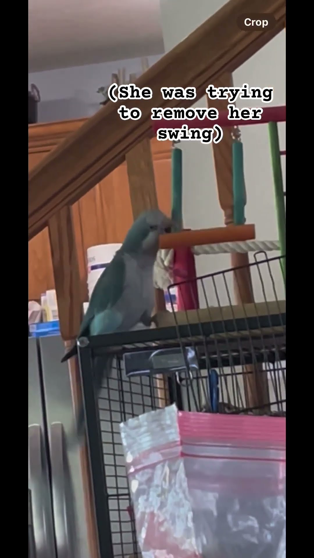 Bird temper tantrums #bird #funny #laughable #tantrum #birb #pets # ...