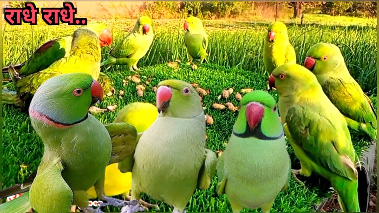 Amazing parrot talking videos | Ringnaeck parrot talking video| Tanishu ...