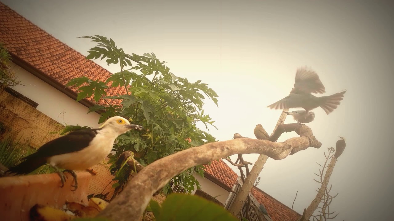 White woodpecker gang takes over - YouTube