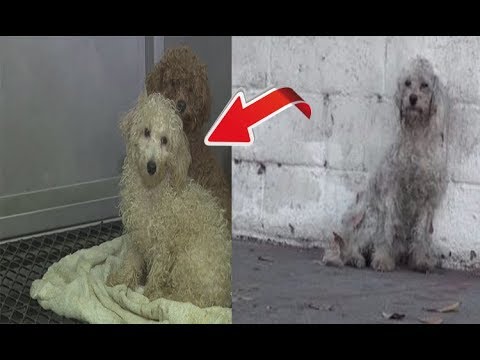 Homeless Poodle Who Just Realized She’s Being Rescued Has The Sweetest ...