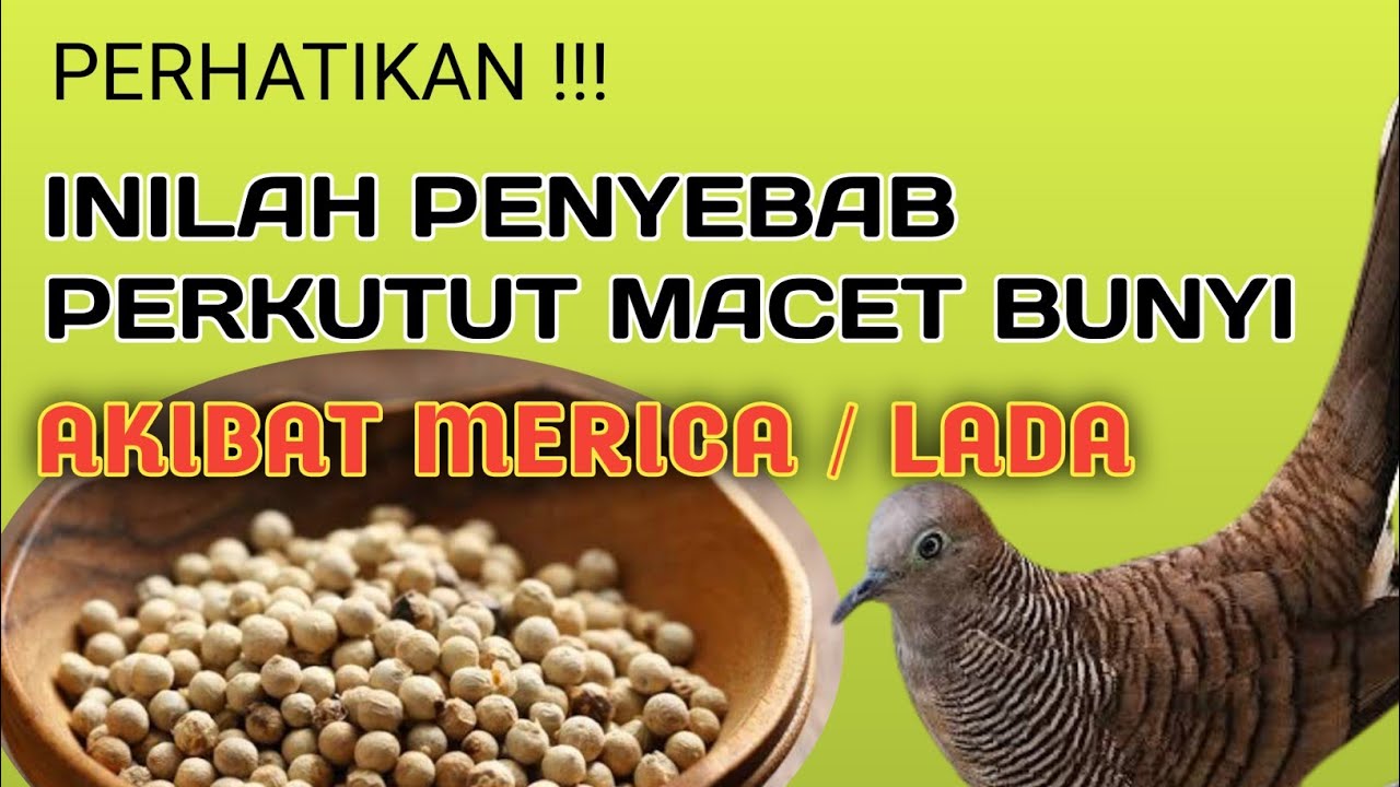 cara tepat memberikan MERICA atau LADA untuk burung perkutut lokal ...