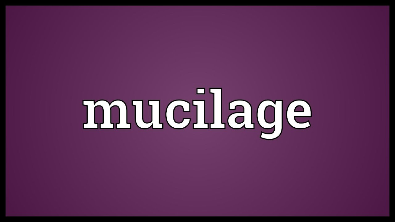 Mucilage Meaning - YouTube