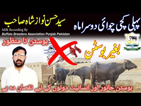first udder empty milking Sayed Hassan Nawaz Shah buffaloes | buffalo ...