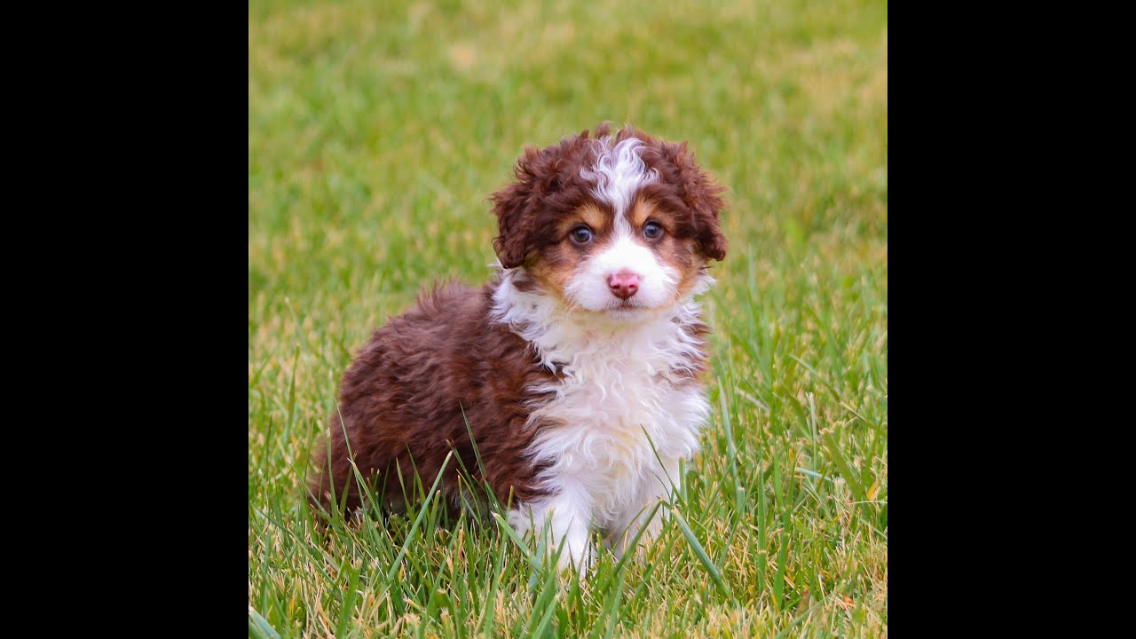 Dylan the mini Aussie Doodle - YouTube