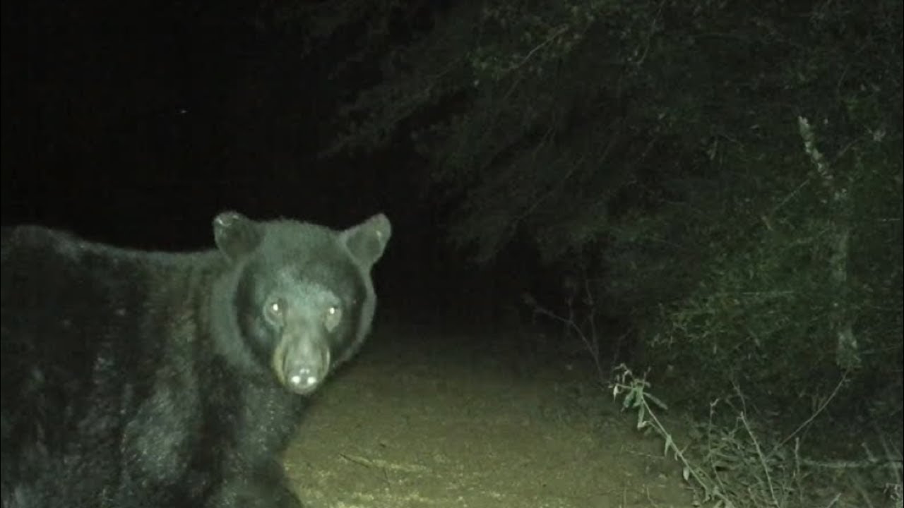 SCARY BLACK BEAR AND BABY CUBS AT OUR CABIN!!! * NOT CLICKBAIT* 6/4/17 ...