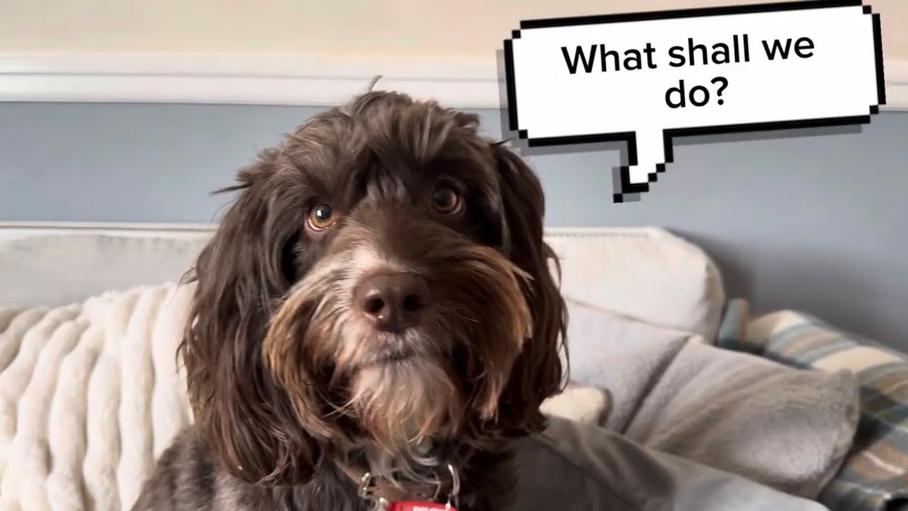 Lily and Cocos dog sleepover! - YouTube