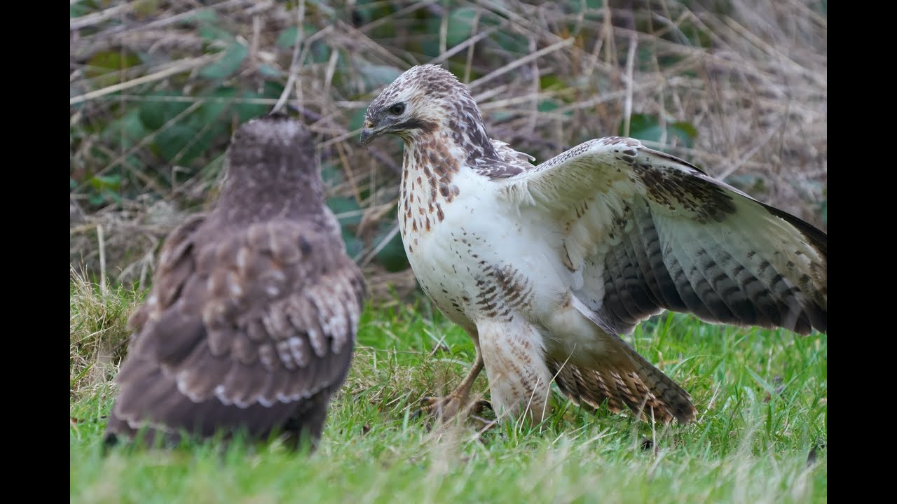 A day with the Buzzards, 23rd Dec, 2024 - YouTube