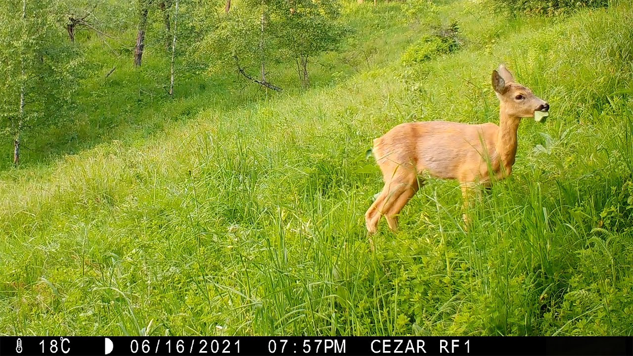 Vulpe la vânătoare, Pui de Căprioară, Ciută | Animale Sălbatice ep 3 ...