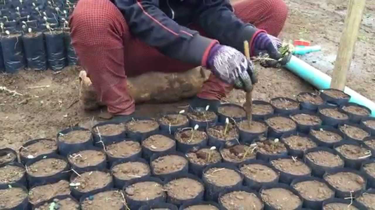 Coffee nursery transplanting (Part-3) - YouTube