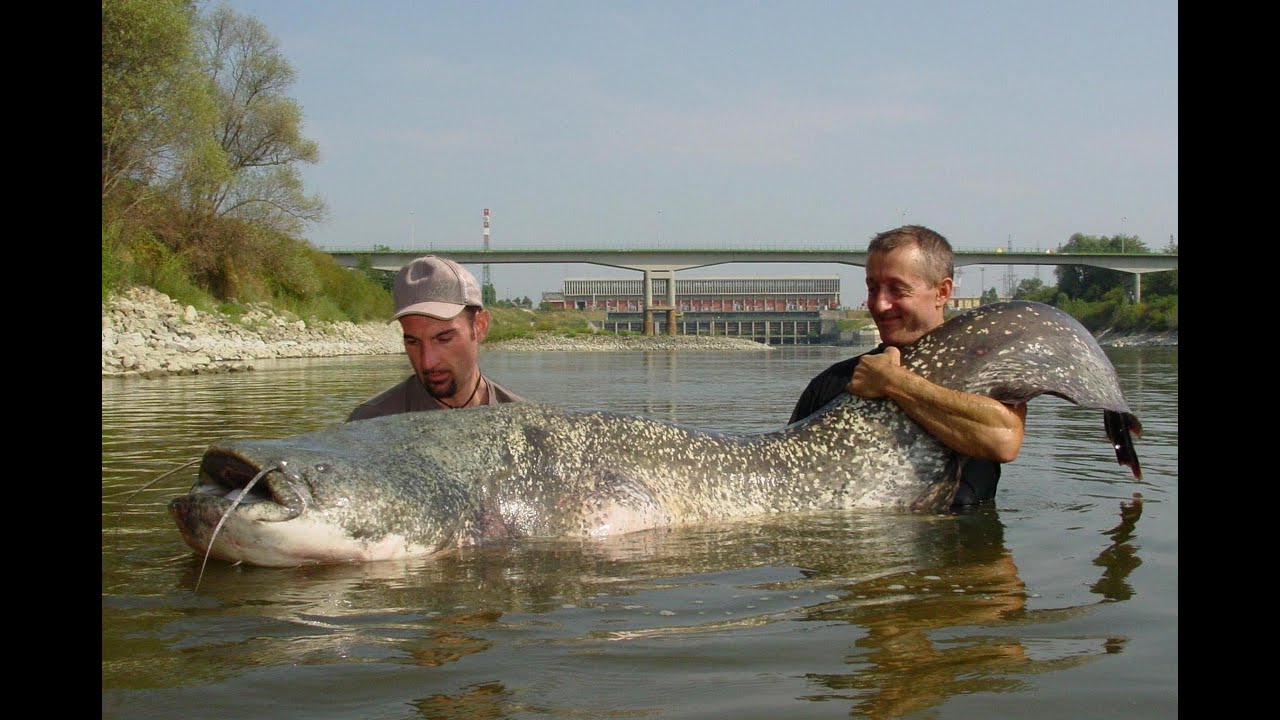 CATFISH OVER 100 KILOS by Yuri Grisendi - YouTube