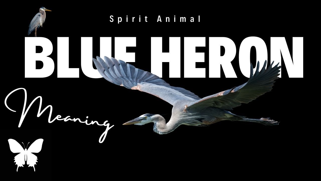Blue Heron Spirit Animal | Blue Heron Spirit Guide | Blue Heron ...