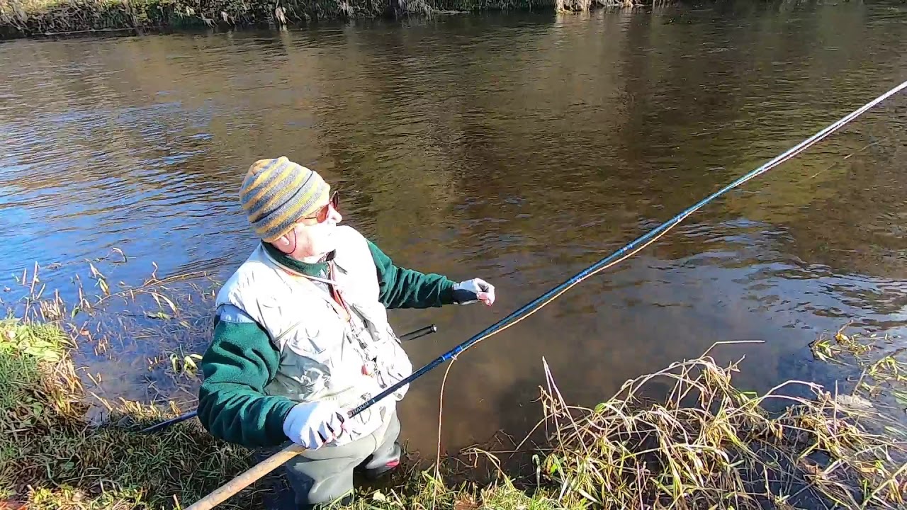 Salmon fishing at Cardrona River Tweed 14th November 2019 - YouTube