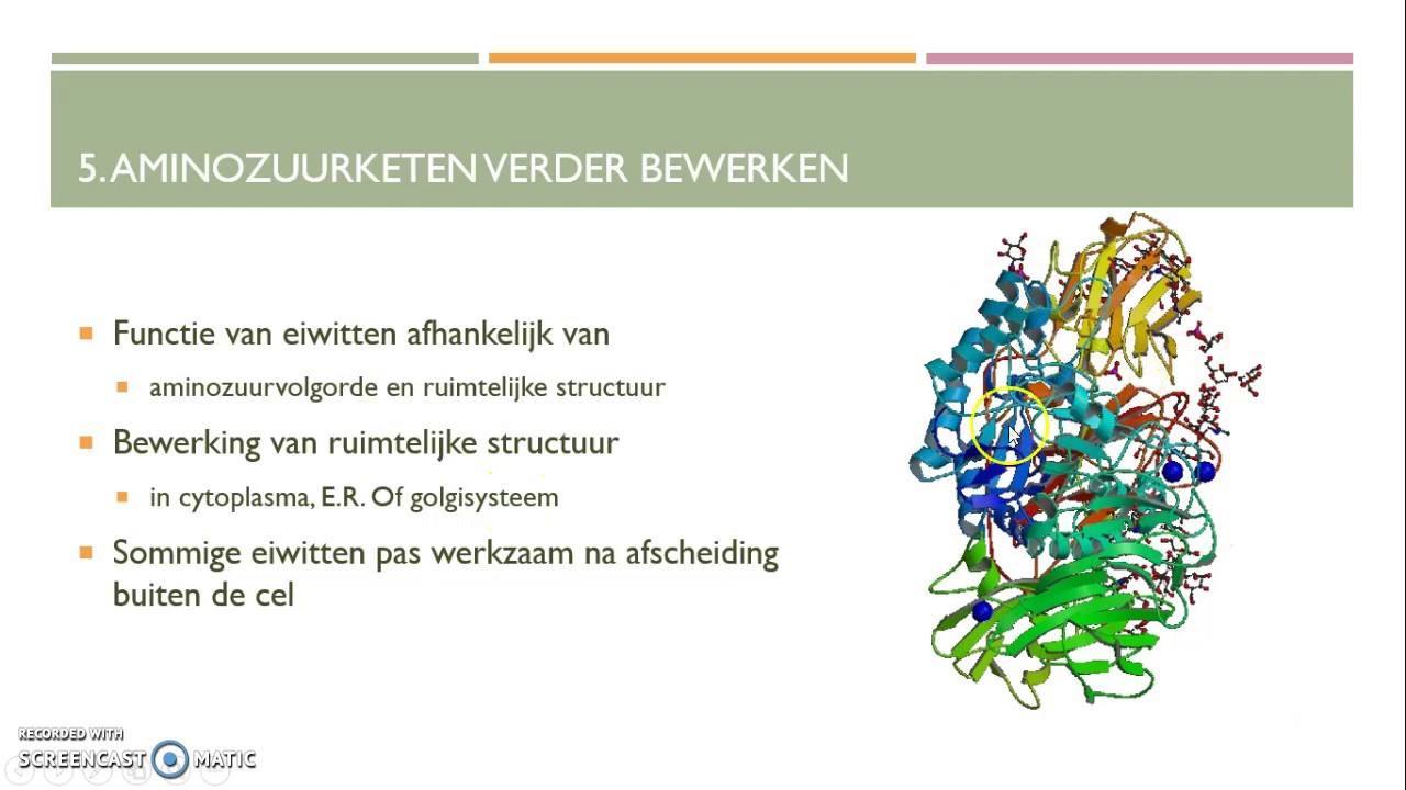 Transcriptie, translatie en eiwitsynthese: van RNA naar eiwit (HAVO ...