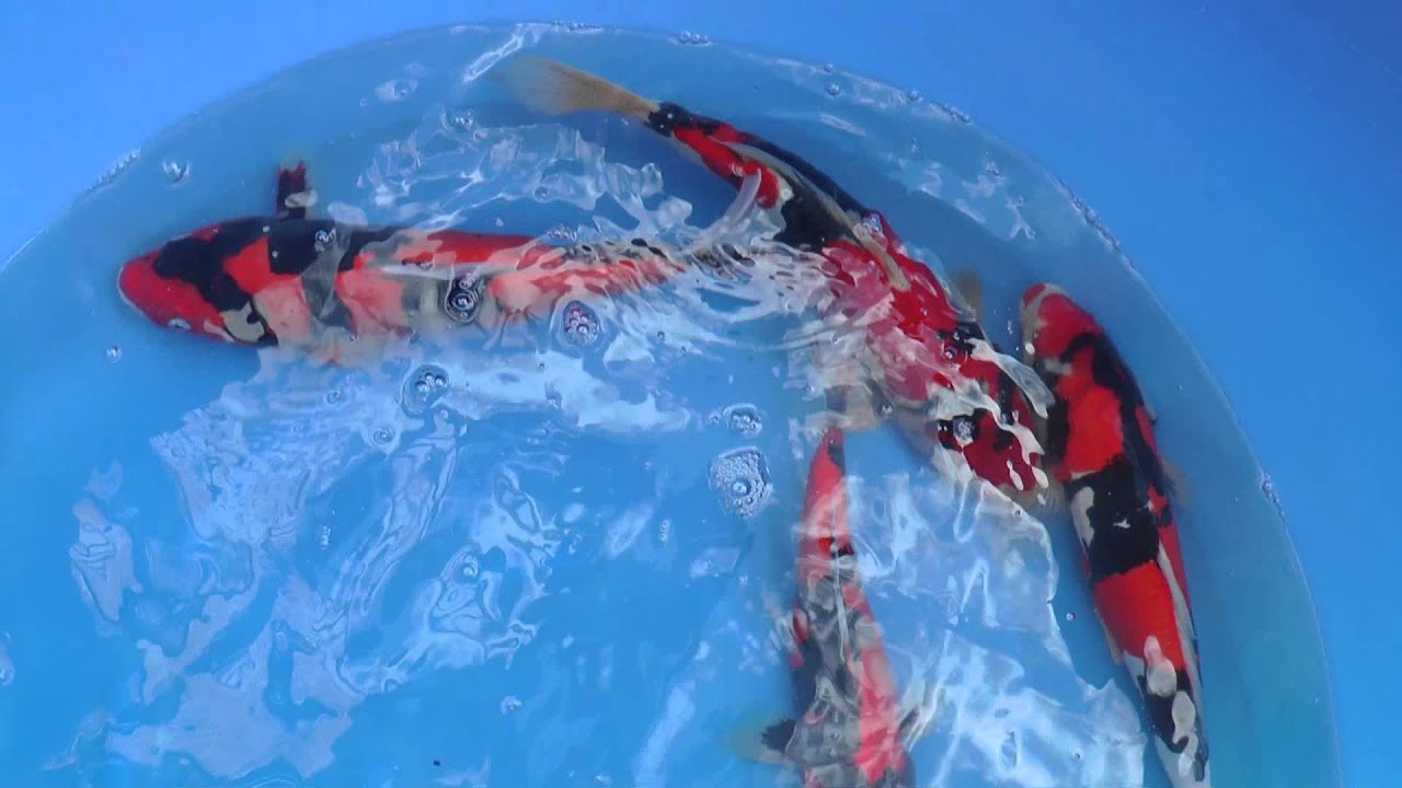 Doitsu Hi Showa & Hi Utsuri Show Quality Nisai Mix - KoiAqua - YouTube