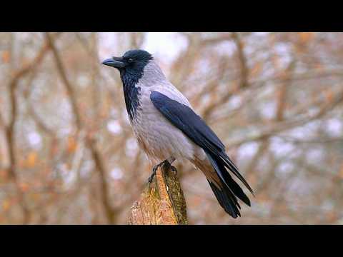 Hooded Crow Pays Me a Visit at the Tree Stump [4K]