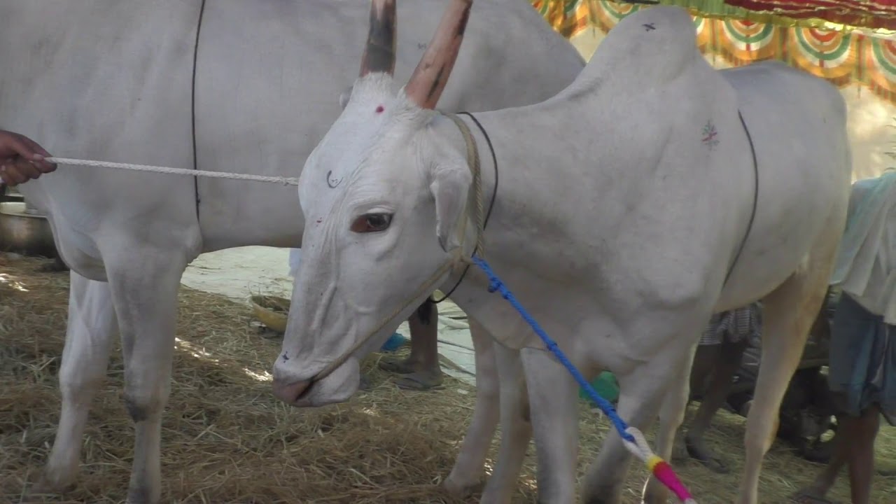 Karnataka one of the largest Hallikar cattle fare - YouTube