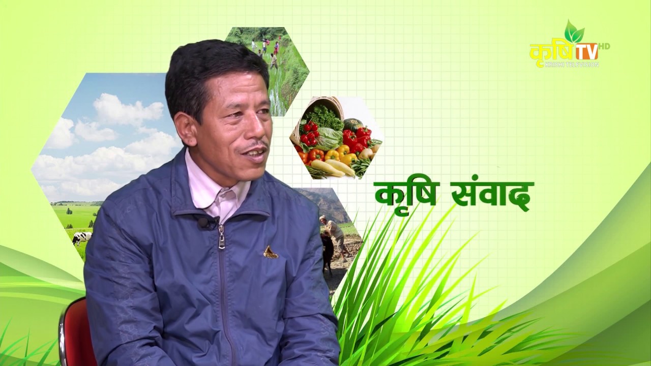 एक सफल बंगुरपालक किसान || Krishi Sambad with Tirthalal Shrestha ...