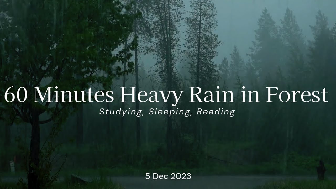 60 Minutes Heavy Rain in Dim Forest for Studying, Sleeping, Reading ...