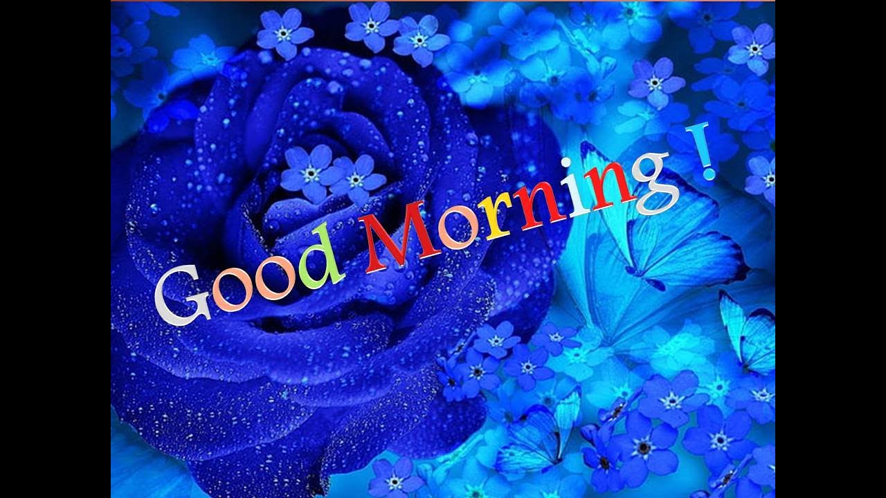 Good Morning Blue Rose