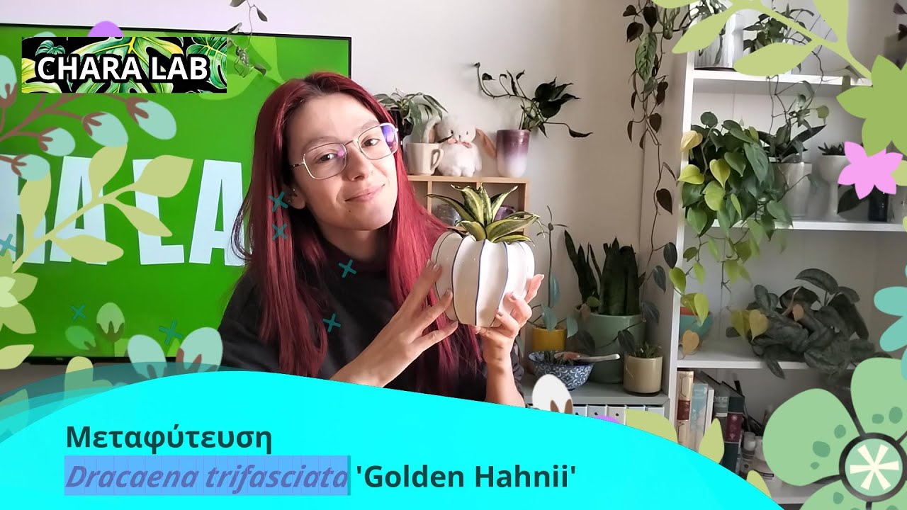 Πράσινες Δουλειές: Μια μικρή μεταφύτευση! //Chara Lab - YouTube