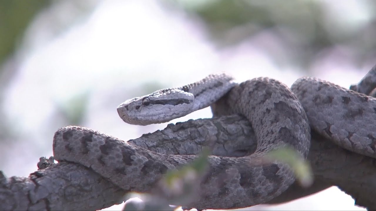Viper snakes, migratory birds meet on NE China's Snake Island - YouTube