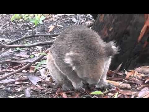 A Wet Koalas Day, The EMU Tree.m4v - YouTube