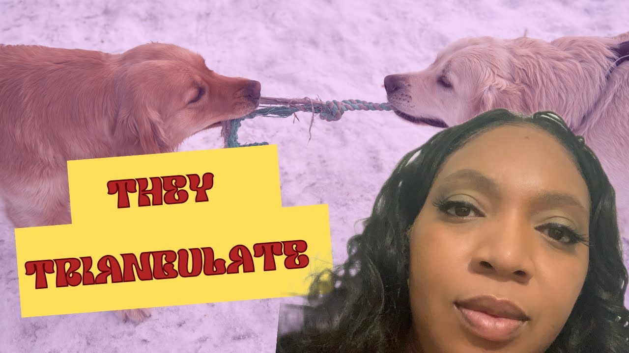 Narcissists Triangulate To Strangulate! #narcissistabuse #npd #fyp ...