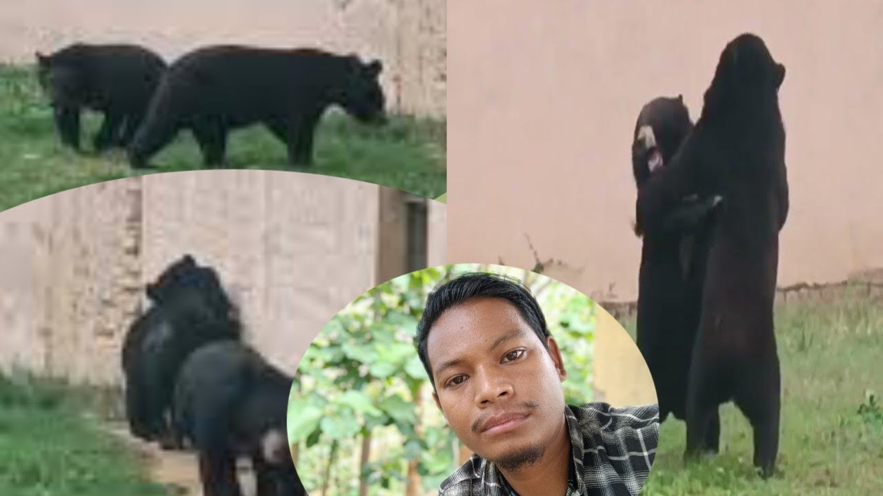 Nagaland zoo park playing 🐻 bear dimapur nagaland | park - YouTube