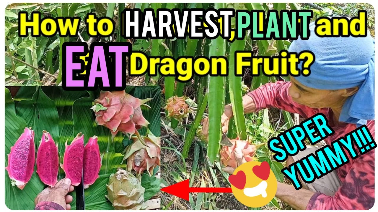『Harvest, Plant and Eat Ripe Dragon Fruit!』〘What an amazing Adventure ...